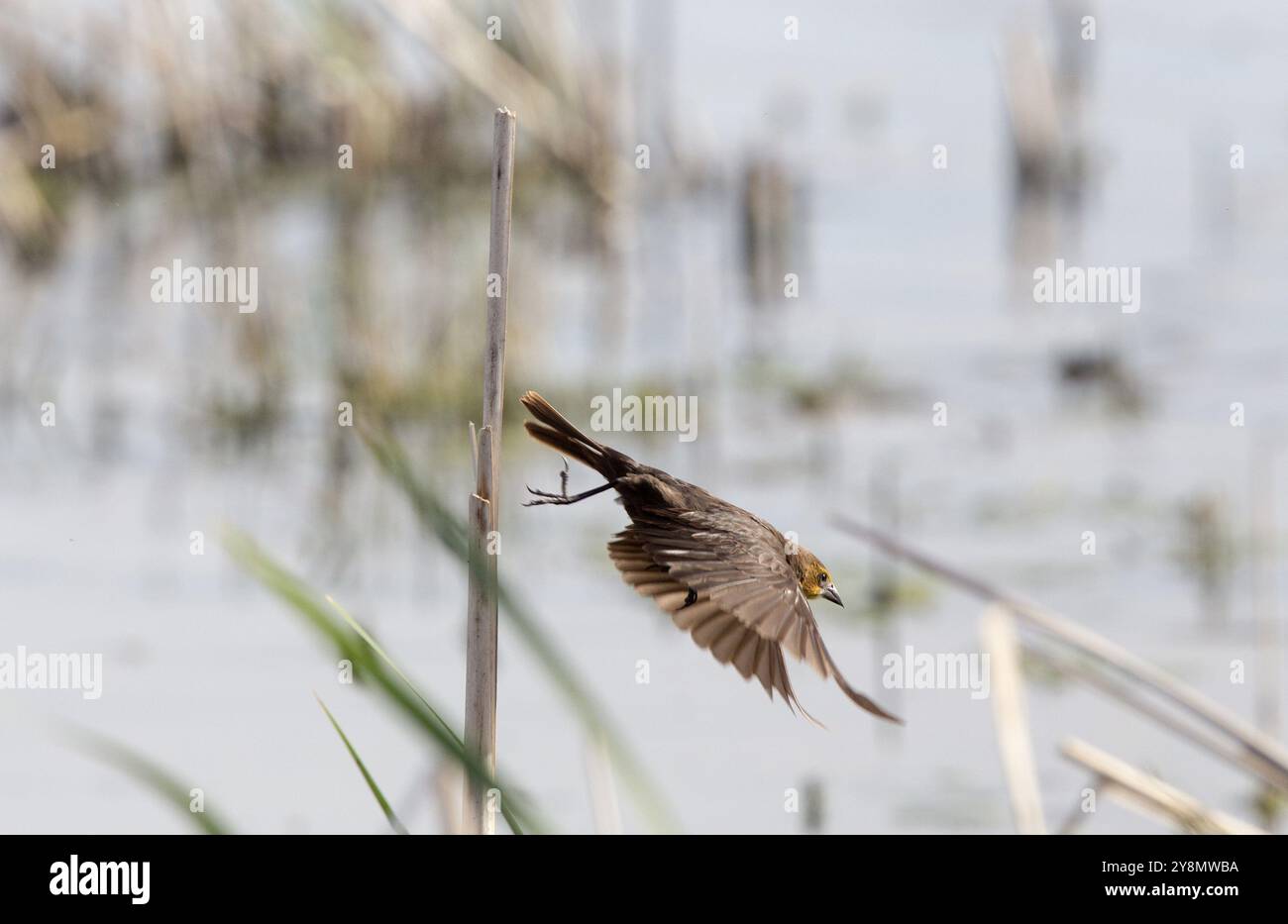 Female Yellow headed Blackbird in flight Canada Stock Photo - Alamy
