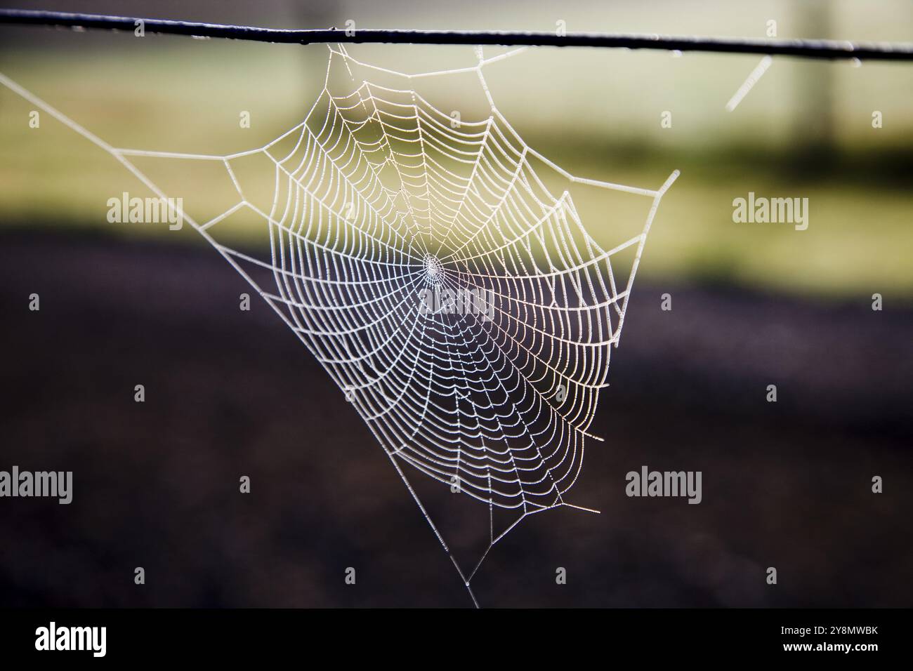 Spider Web Silk in North Island New Zealand Stock Photo - Alamy