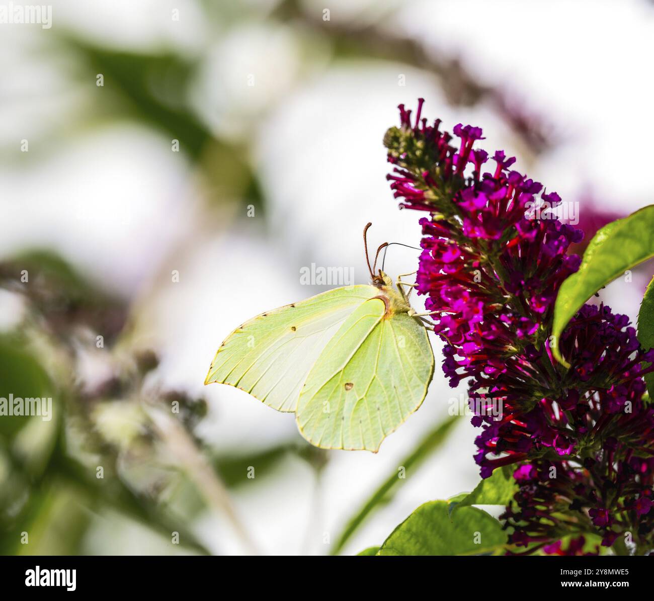 Macro of a yellow brimstone butterfly pollinating on a flower Stock ...