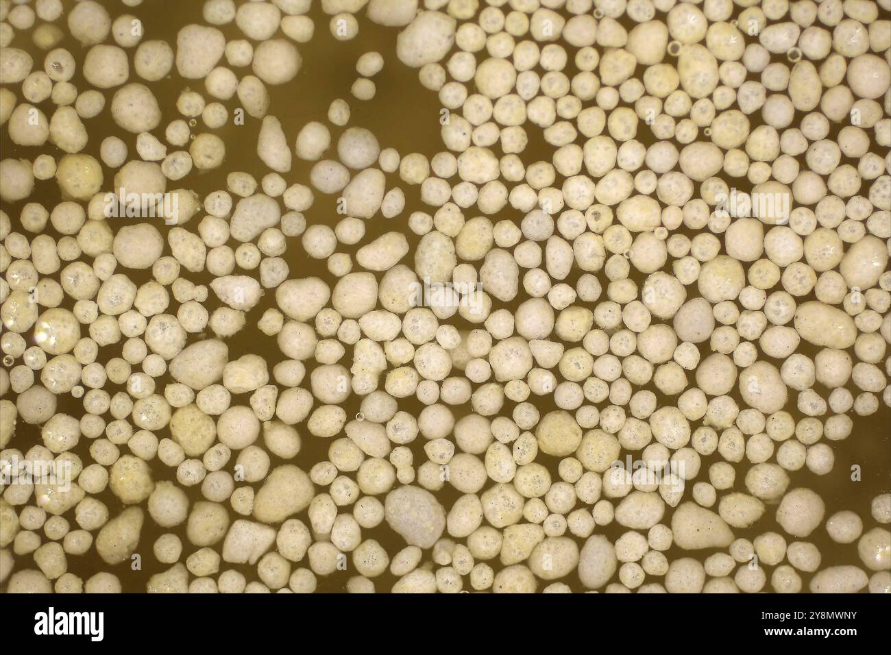 Microplastic balls in the water Stock Photo - Alamy