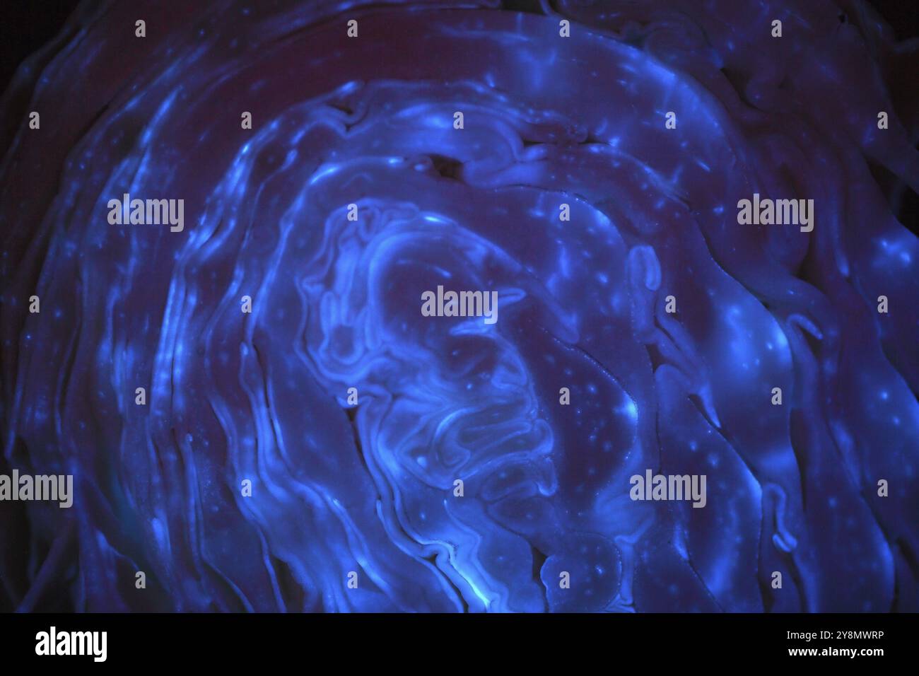 Luminol is a chemical used in forensics to detect traces of blood ...