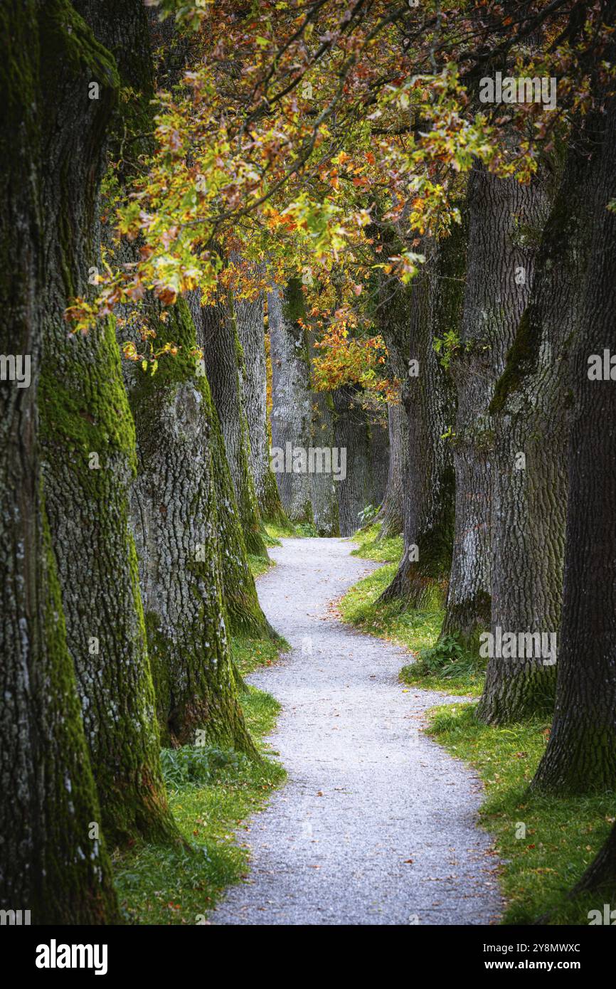 Autumn scenic with oak trees of a shady alley Stock Photo - Alamy