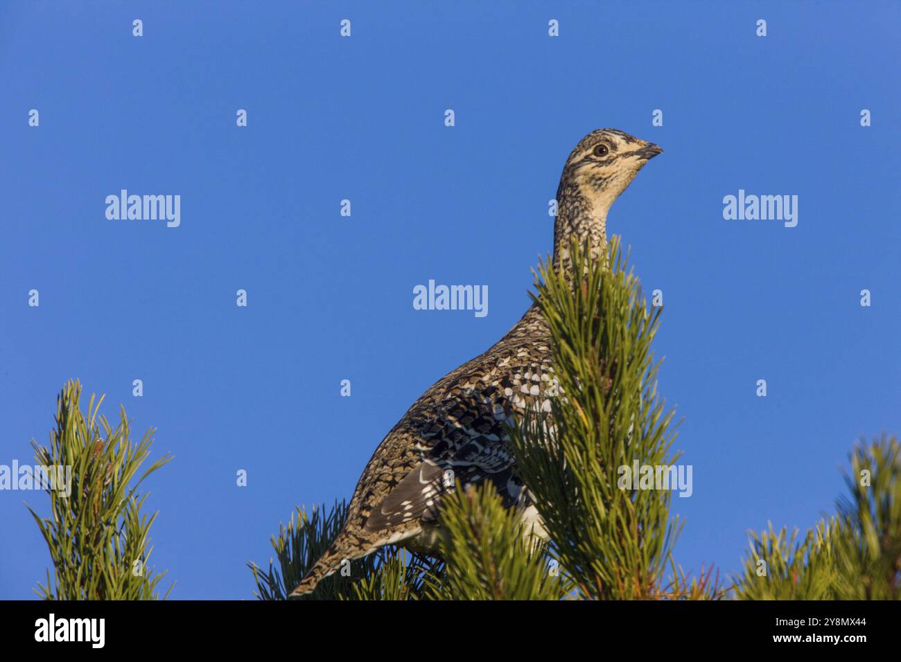 Sharp Tailed Grouse in Tree Alberta Canada Stock Photo - Alamy