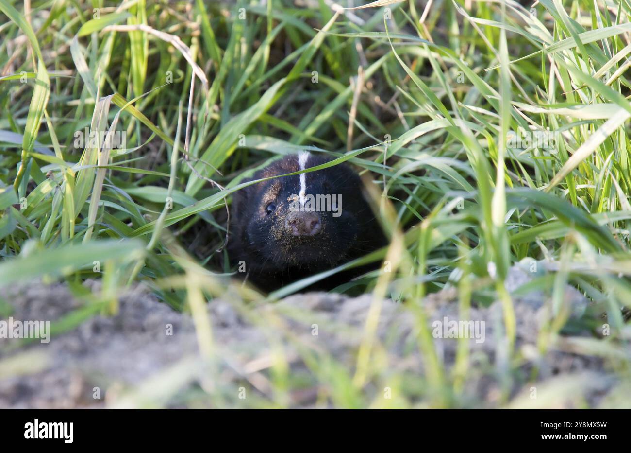 Baby Skunk at den young peeking Canada Stock Photo - Alamy