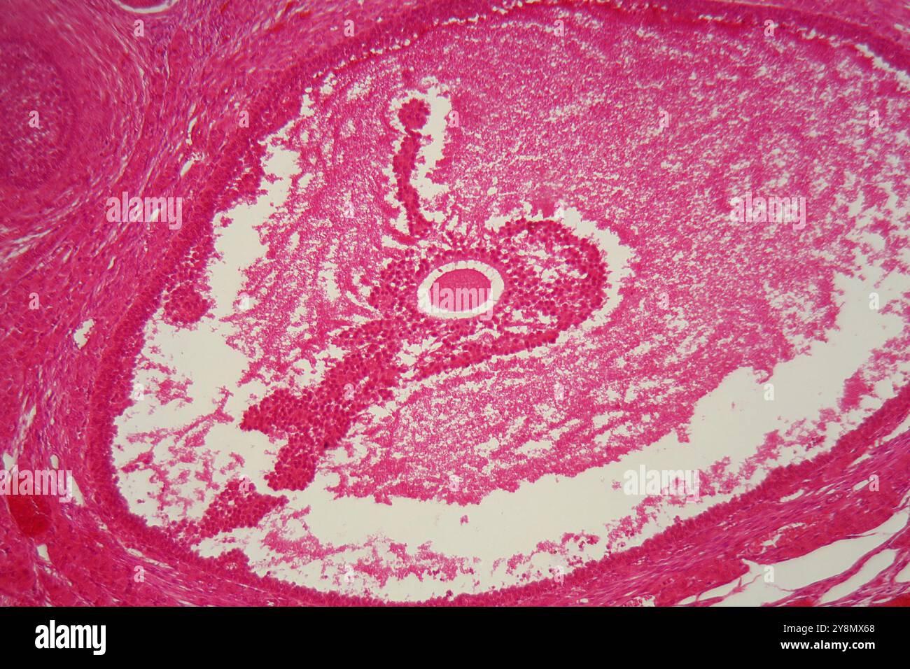 A section trough ovary cells under the microscope Stock Photo - Alamy