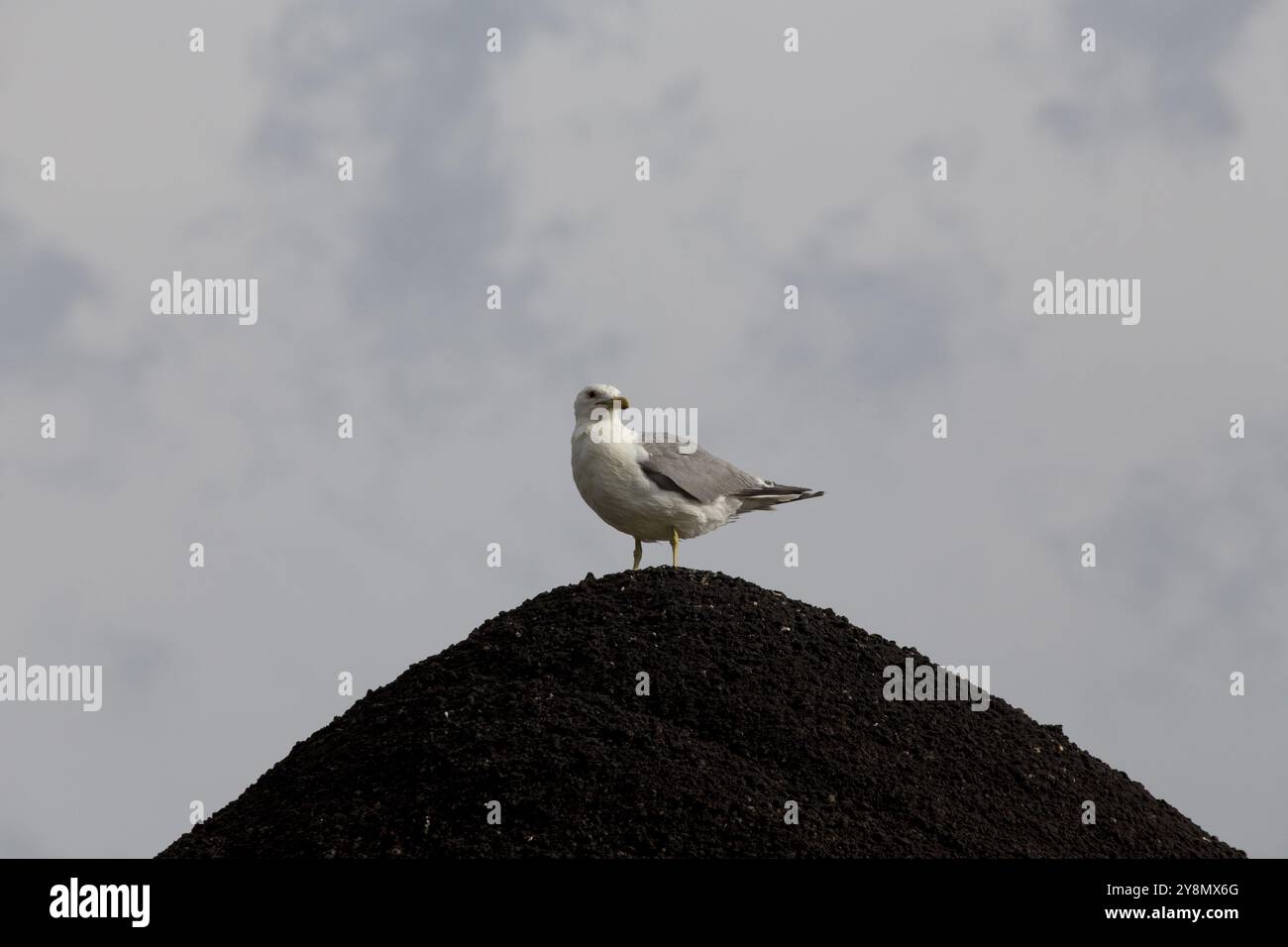 Seagull on Gravel Pit Storm Clouds Saskatchewan Canada Stock Photo - Alamy