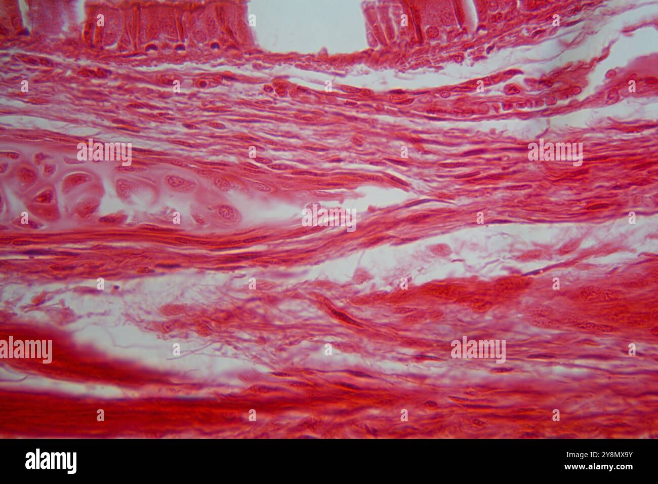 A section trough trachea cells under the microscope Stock Photo - Alamy