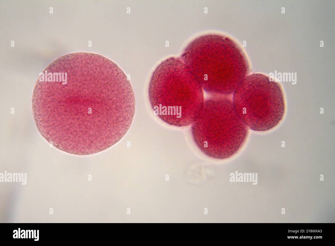 Two egg cells under the microscope Stock Photo - Alamy