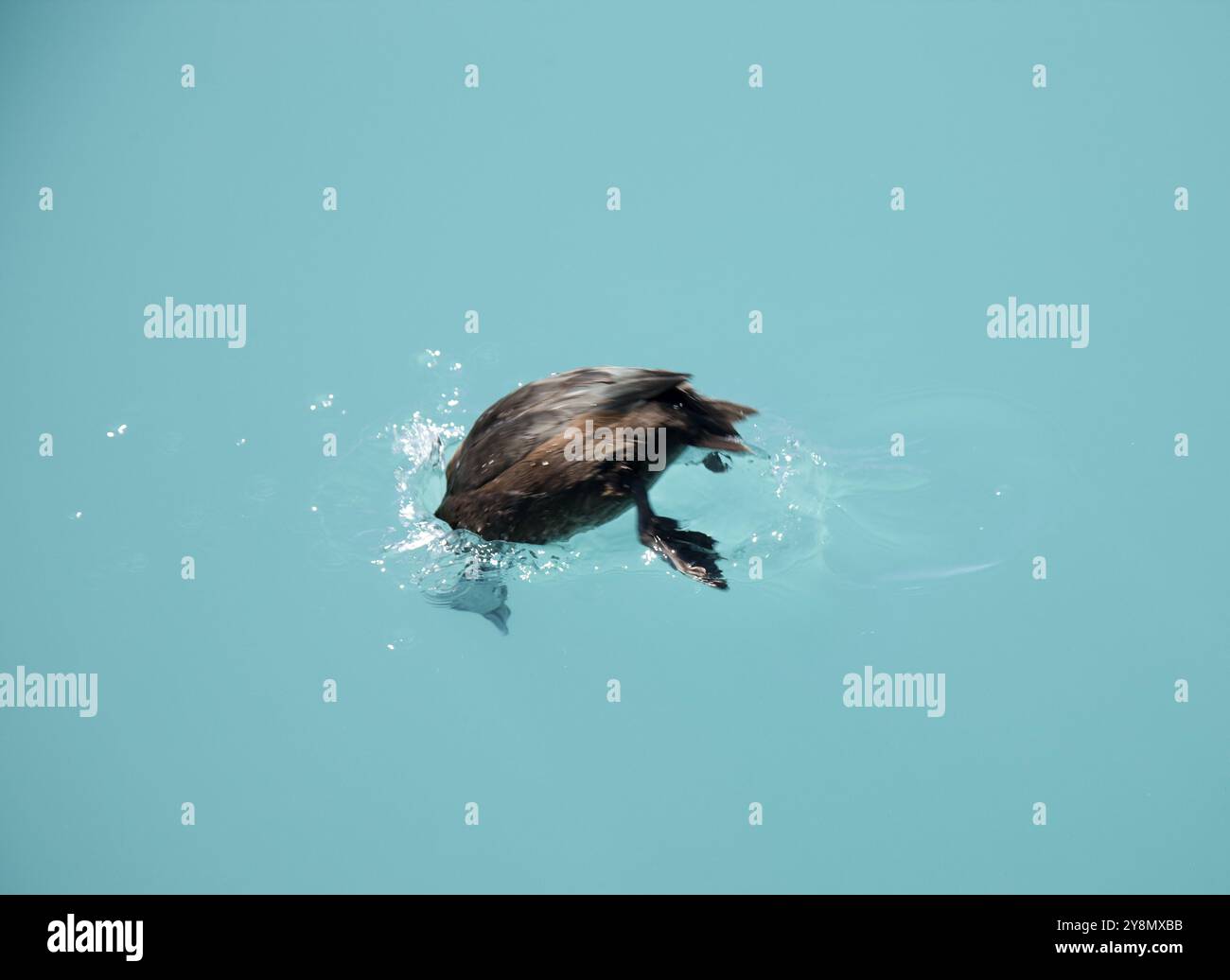 New Zealand Scaup Duck in Lake Benmore Stock Photo - Alamy