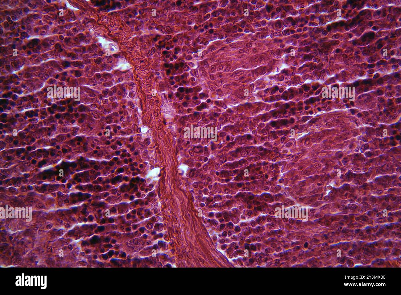 A section trough pancreas cells under the microscope Stock Photo - Alamy