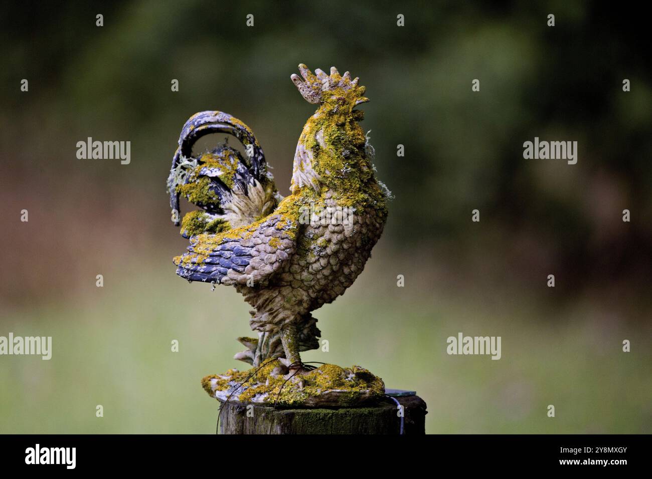 Vintage chicken breeds hi-res stock photography and images - Alamy