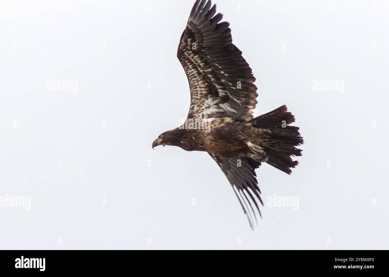 Golden Eagle Canada Prairie migration in flight Stock Photo - Alamy