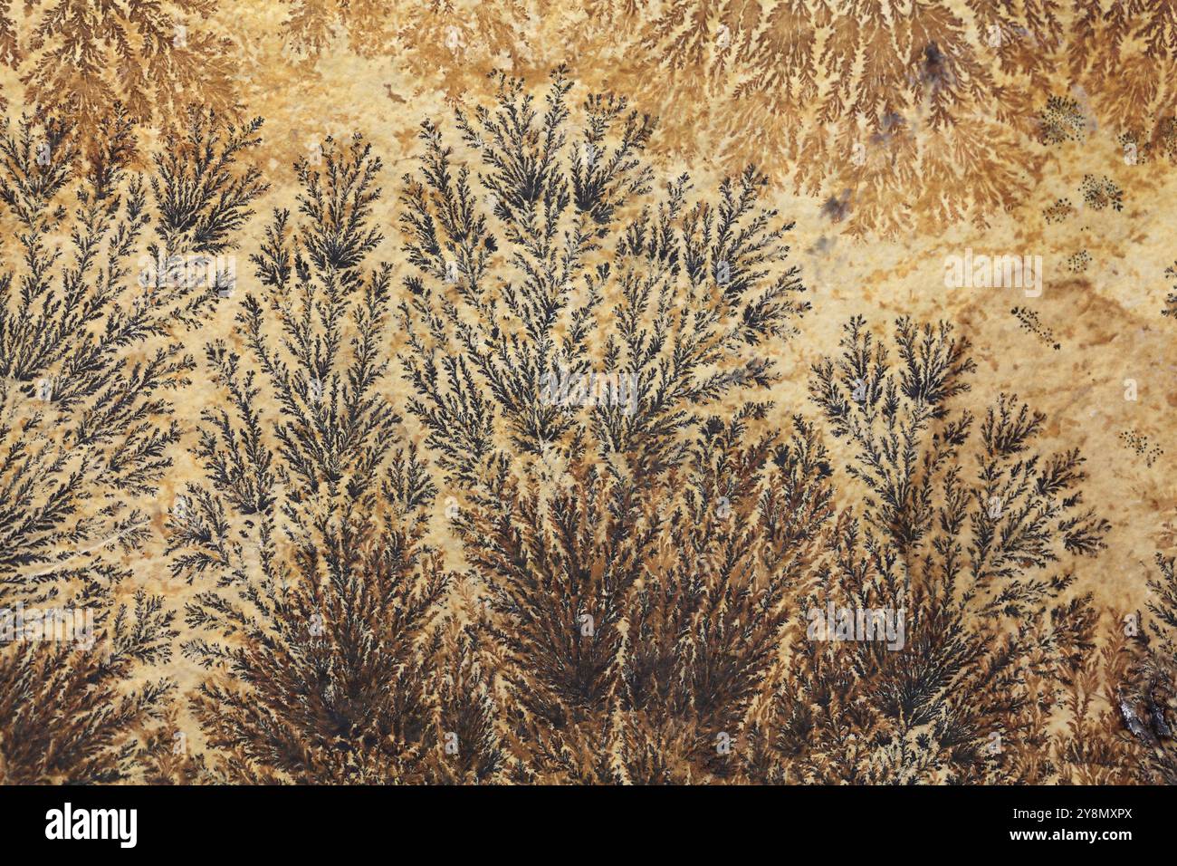 Dendritic minerals (iron- and manganese oxides) on Solnhofen Limestone ...