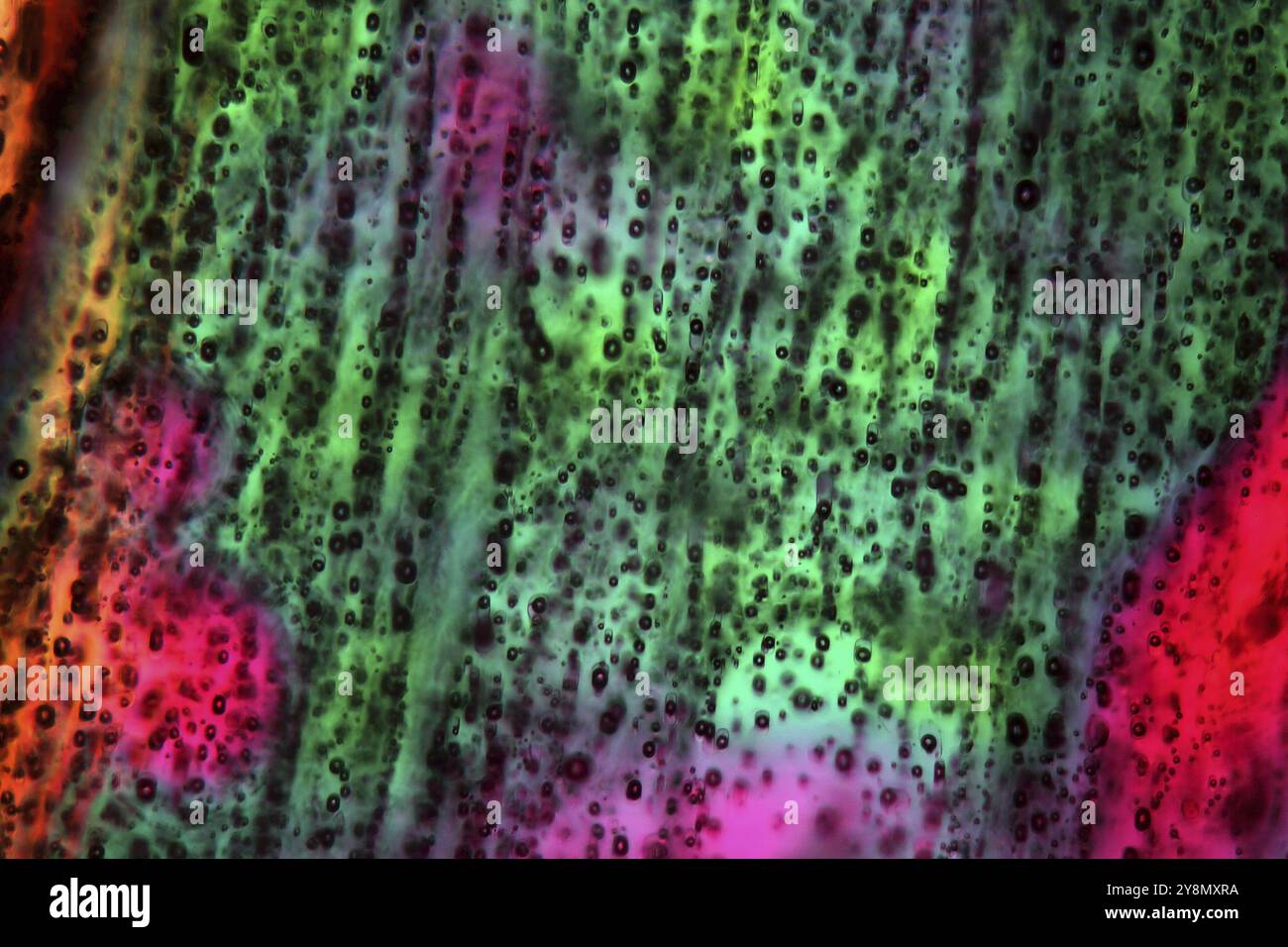 Light microscope image hi-res stock photography and images - Alamy