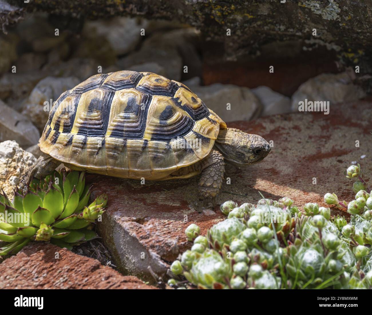 Closeups of animals hi-res stock photography and images - Alamy