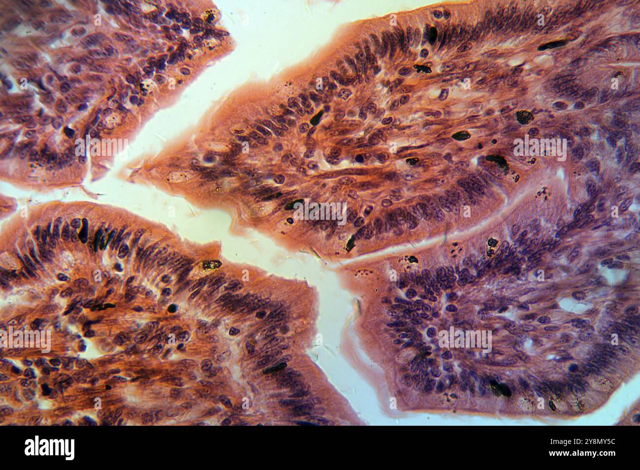 A section trough cells of a small intestine under the microscope Stock ...