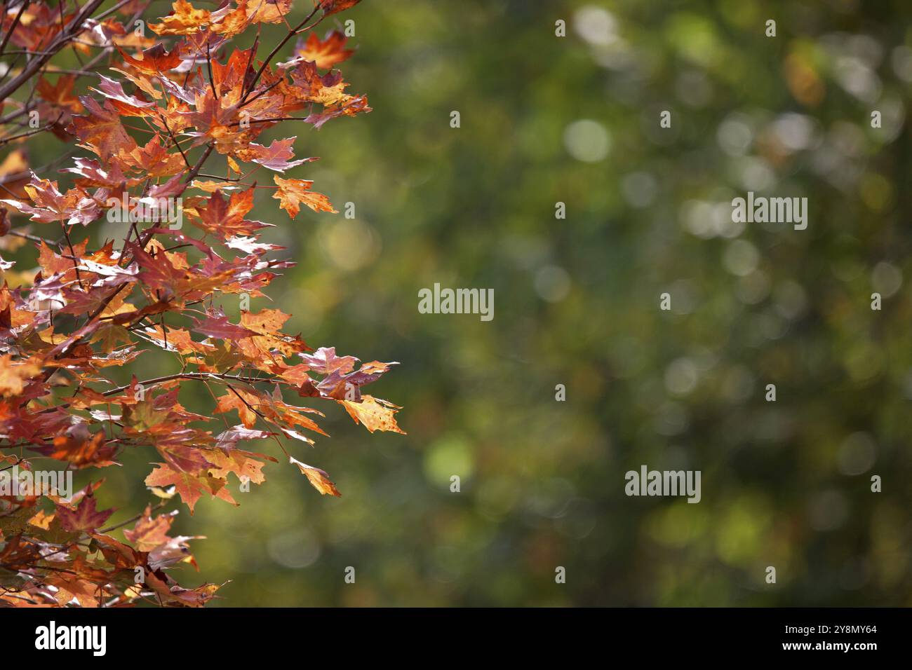 Autumn Leaves Sugar Maple red and orange color Stock Photo - Alamy