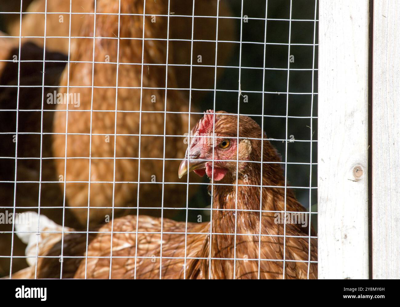 Caged Chickens rural farm Stock Photo - Alamy
