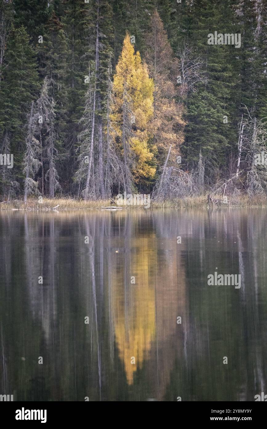 Fall foliage orange colors in the Canadian Prairies Stock Photo - Alamy