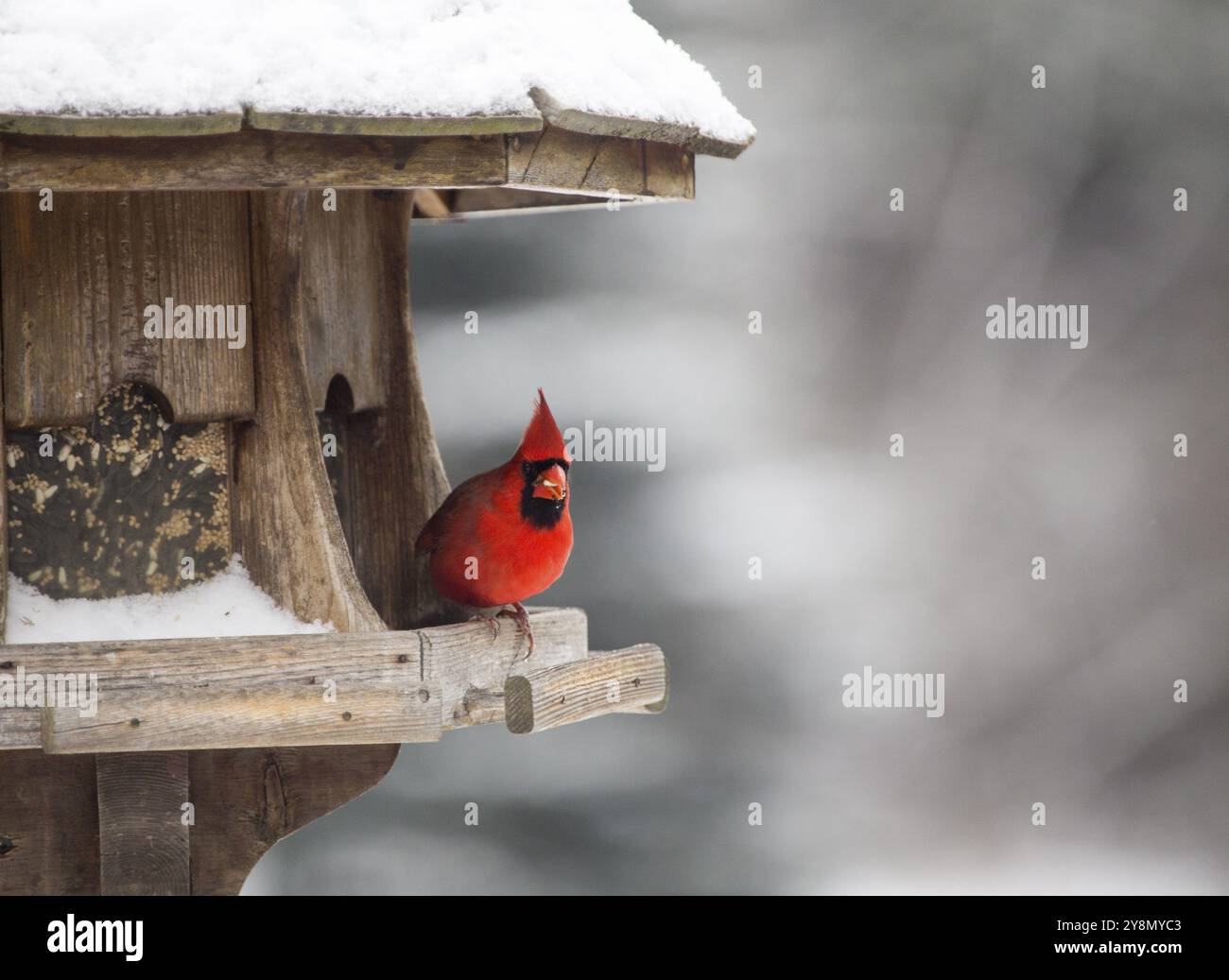 Canadian cardinal male hi-res stock photography and images - Alamy