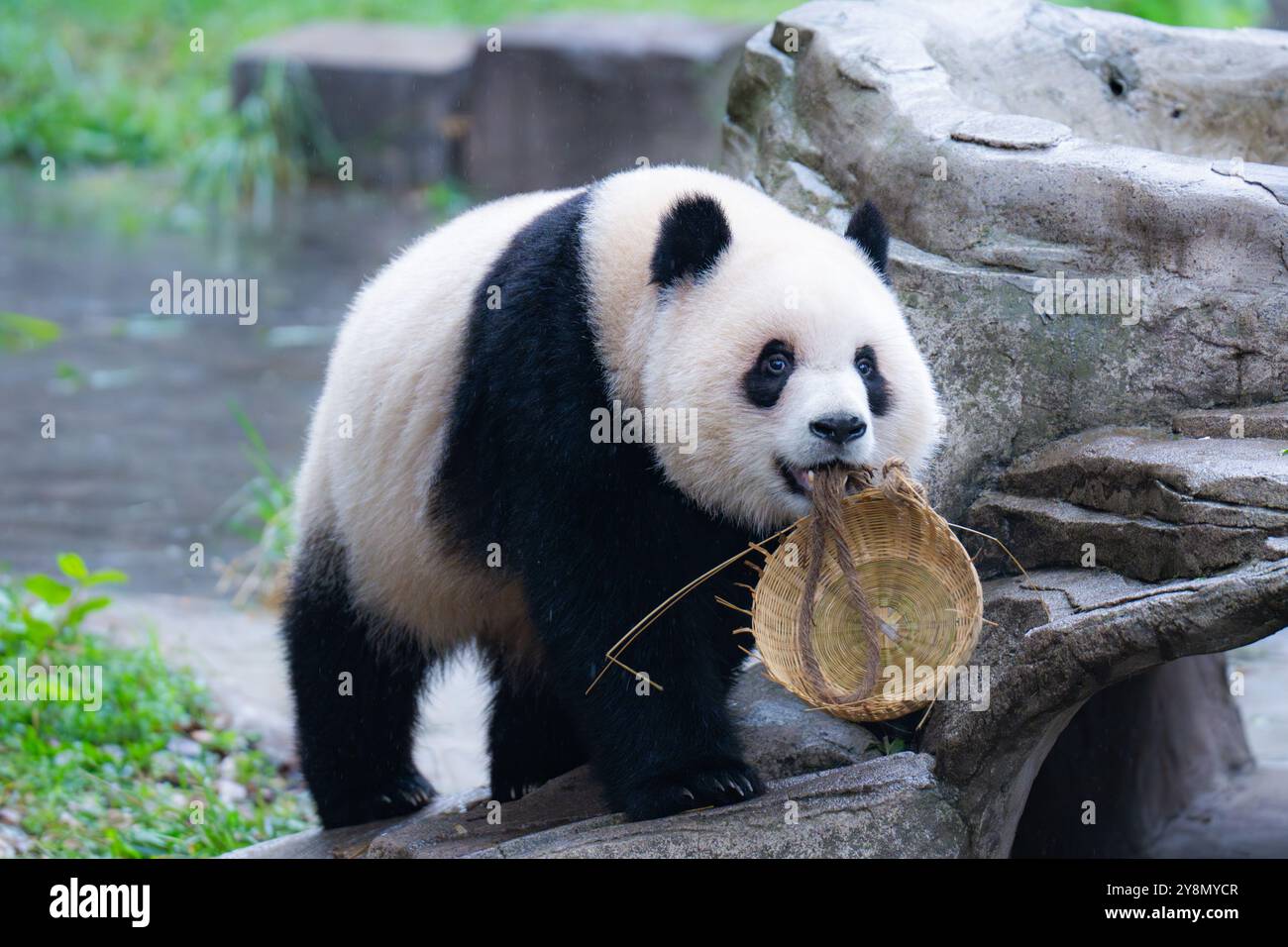 CHONGQING, CHINA - OCTOBER 6, 2024 - Giant panda Yu Ai plays at ...