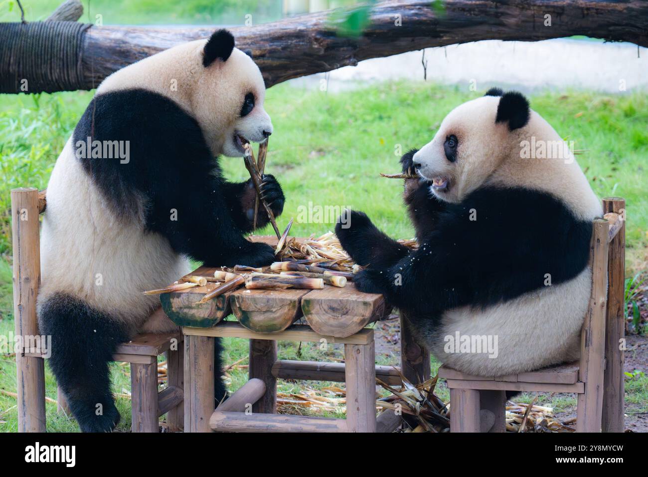CHONGQING, CHINA - OCTOBER 6, 2024 - Giant panda Xing Xing and Chen ...