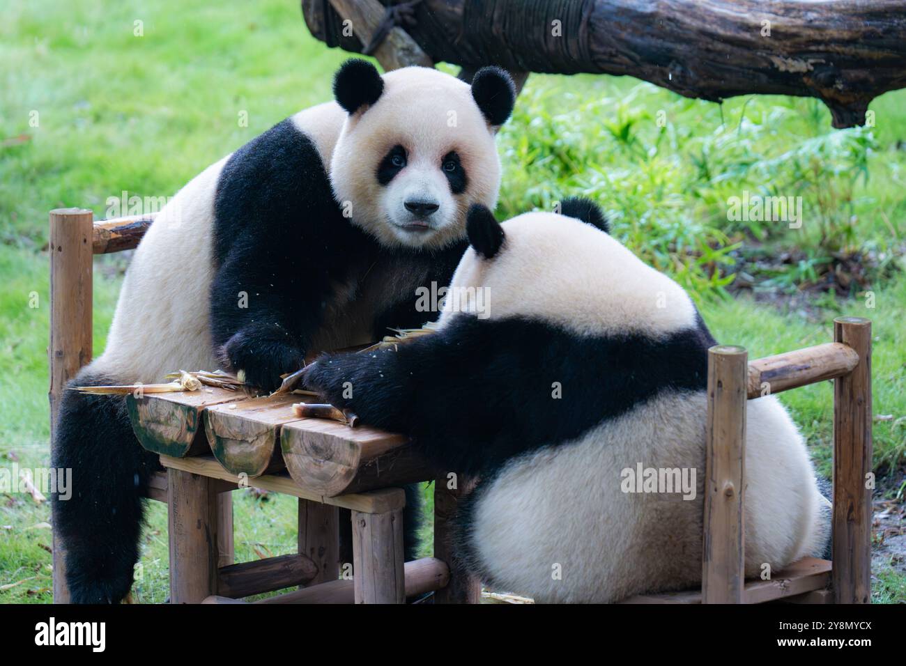 CHONGQING, CHINA - OCTOBER 6, 2024 - Giant panda Xing Xing and Chen ...