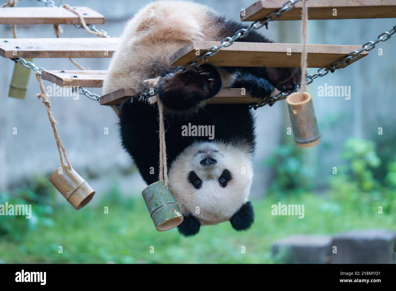 CHONGQING, CHINA - OCTOBER 6, 2024 - Giant panda Yu Ai plays at ...
