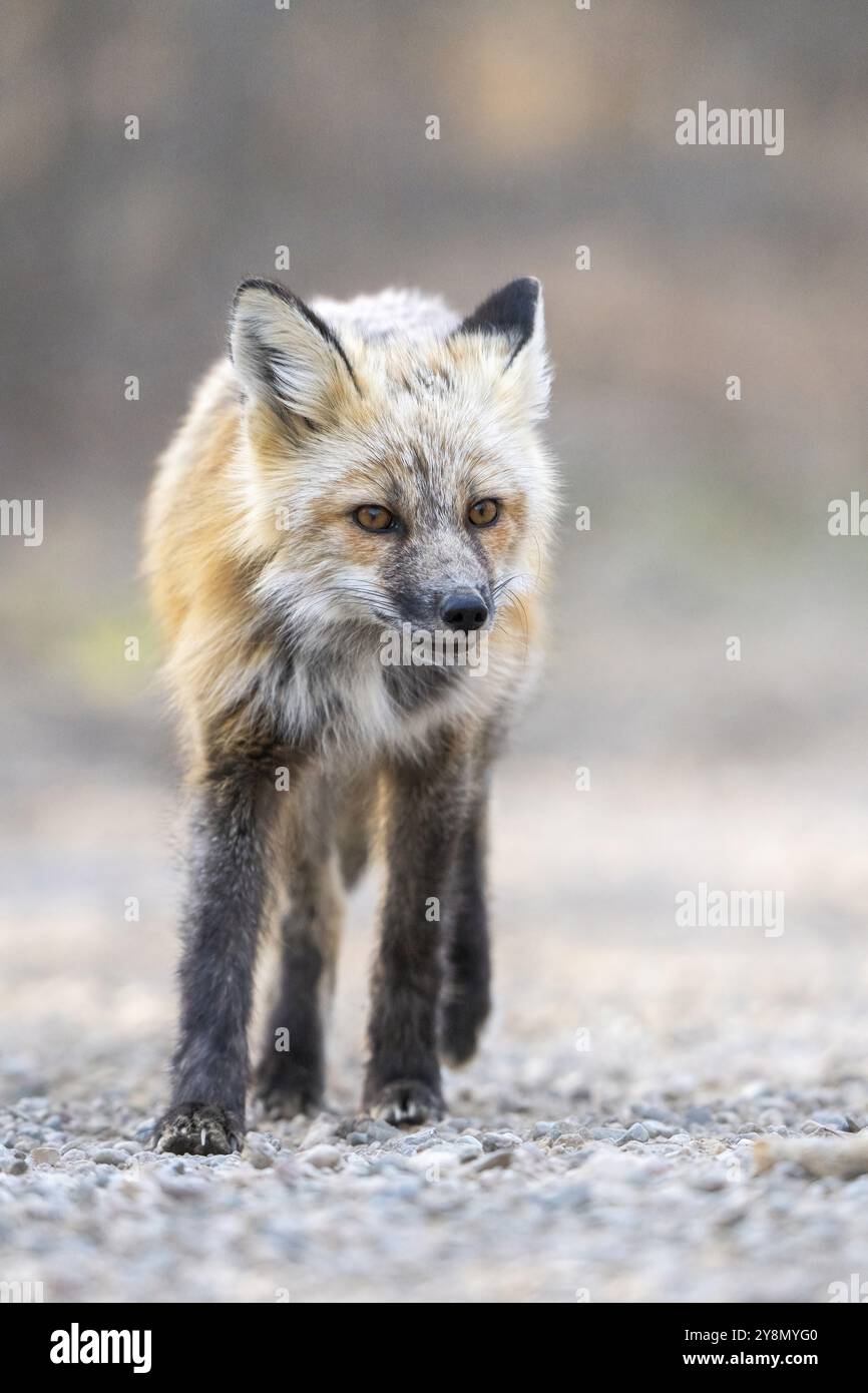 Red Fox Hunting Canada in Northern Saskatchewan Stock Photo - Alamy