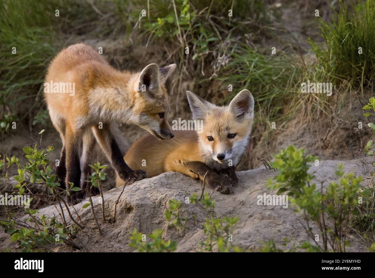 Mammals burrow underground hi-res stock photography and images - Alamy