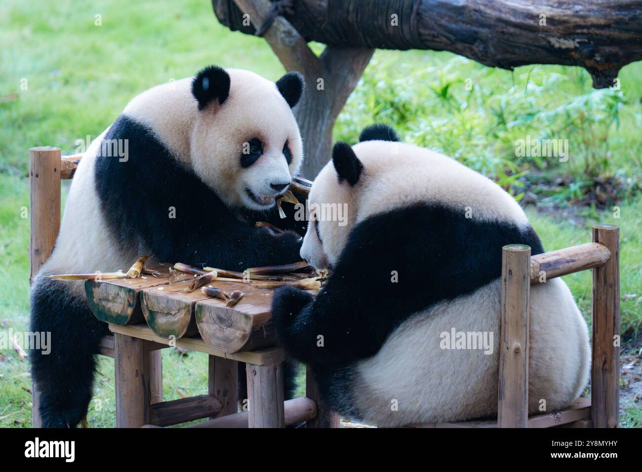 CHONGQING, CHINA - OCTOBER 6, 2024 - Giant panda Xing Xing and Chen ...