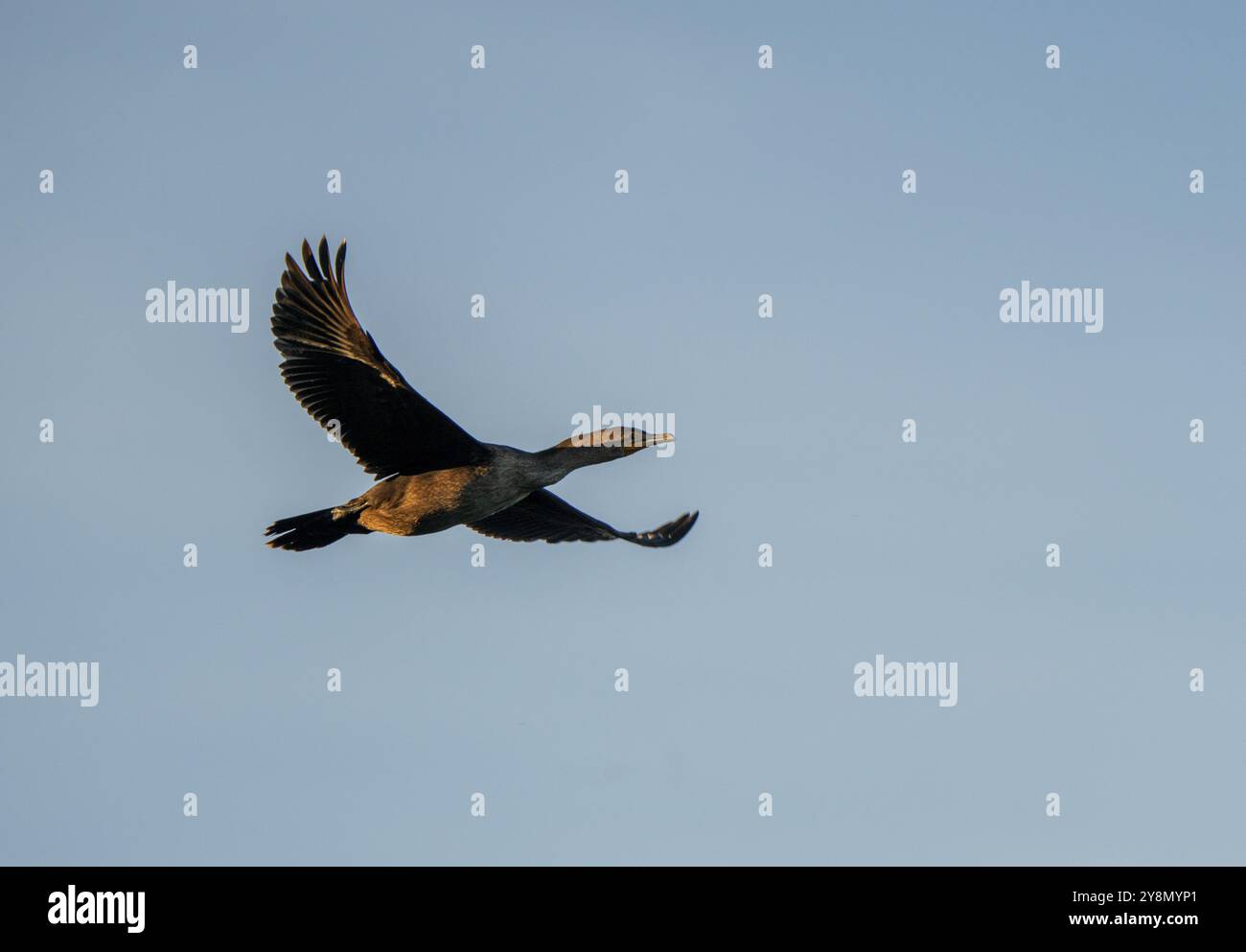 Cormorants at lake in Saskatchewan Canada prairie wildlife Stock Photo ...
