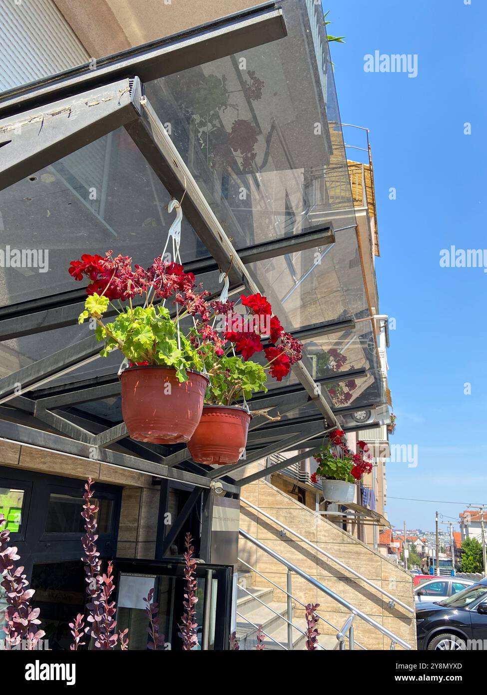 Red flowers hanging in pots under a modern glass canopy. Beauty of ...