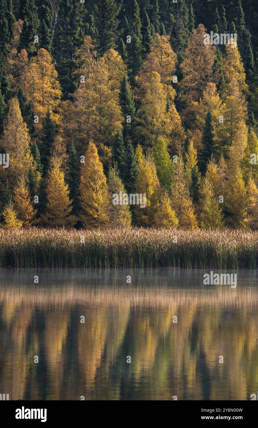 Prairie colors in fall yellow orange trees colorful Stock Photo - Alamy