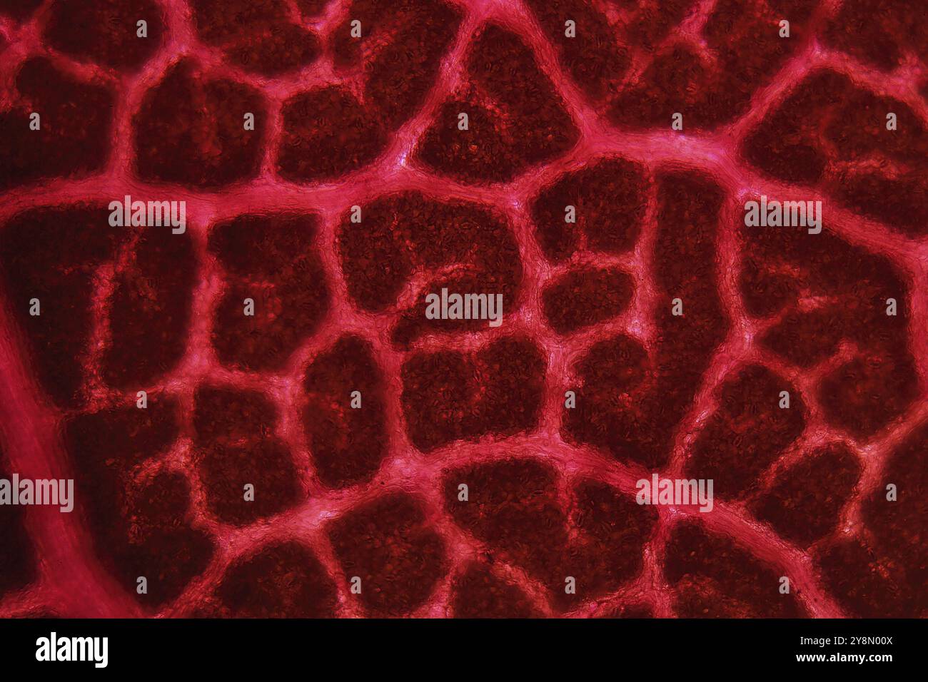 Leaf veins of a red colored smoketree (Cotinus coggygria) leaf under ...