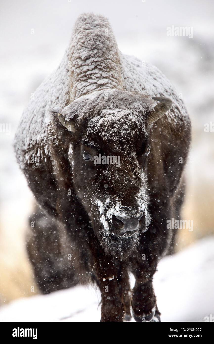 Bison Snow Storm blizzard cold Yellowstone USA Stock Photo - Alamy
