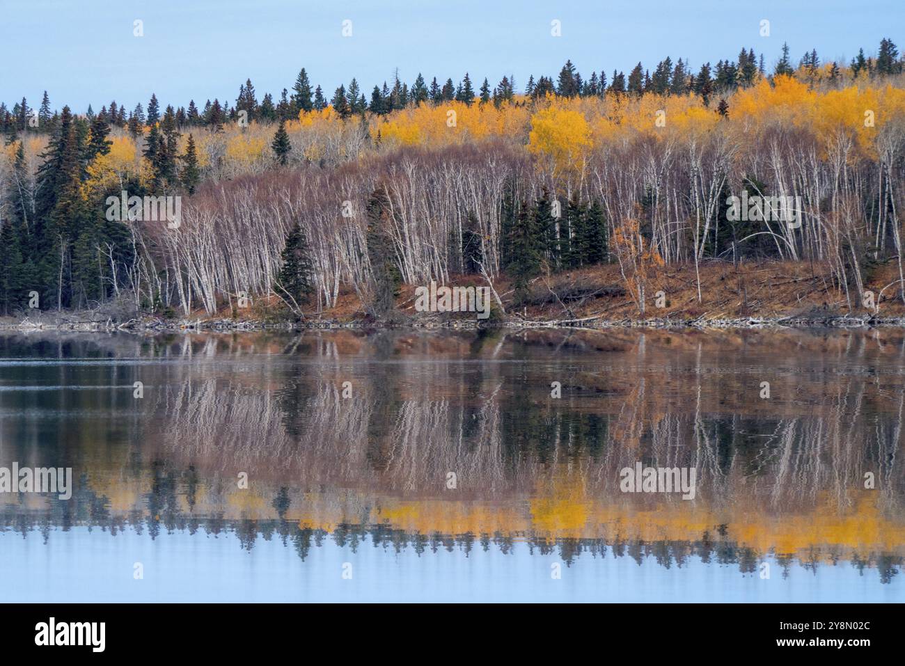 Fall foliage orange colors in the Canadian Prairies Stock Photo - Alamy
