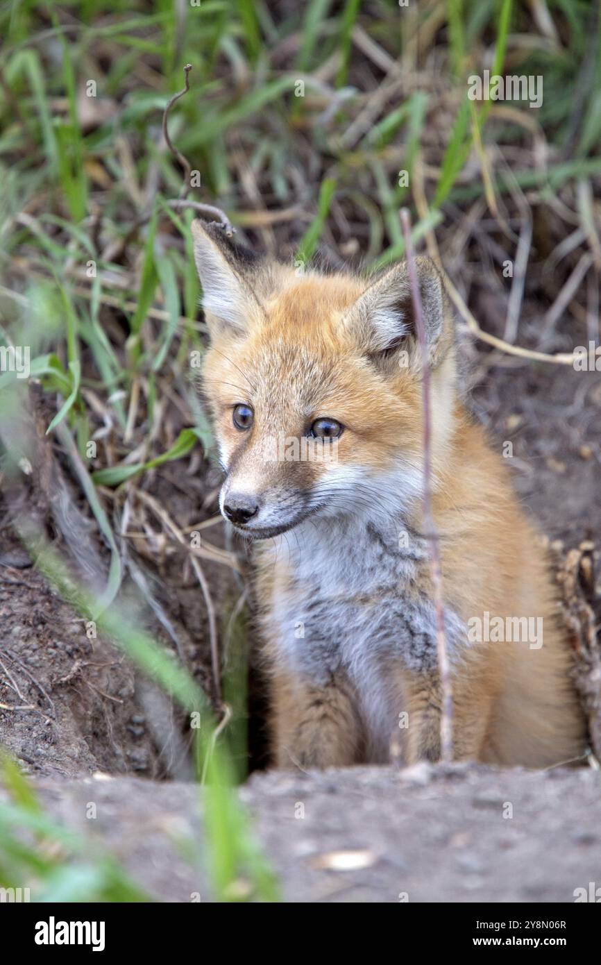 Foxs dens hi-res stock photography and images - Alamy