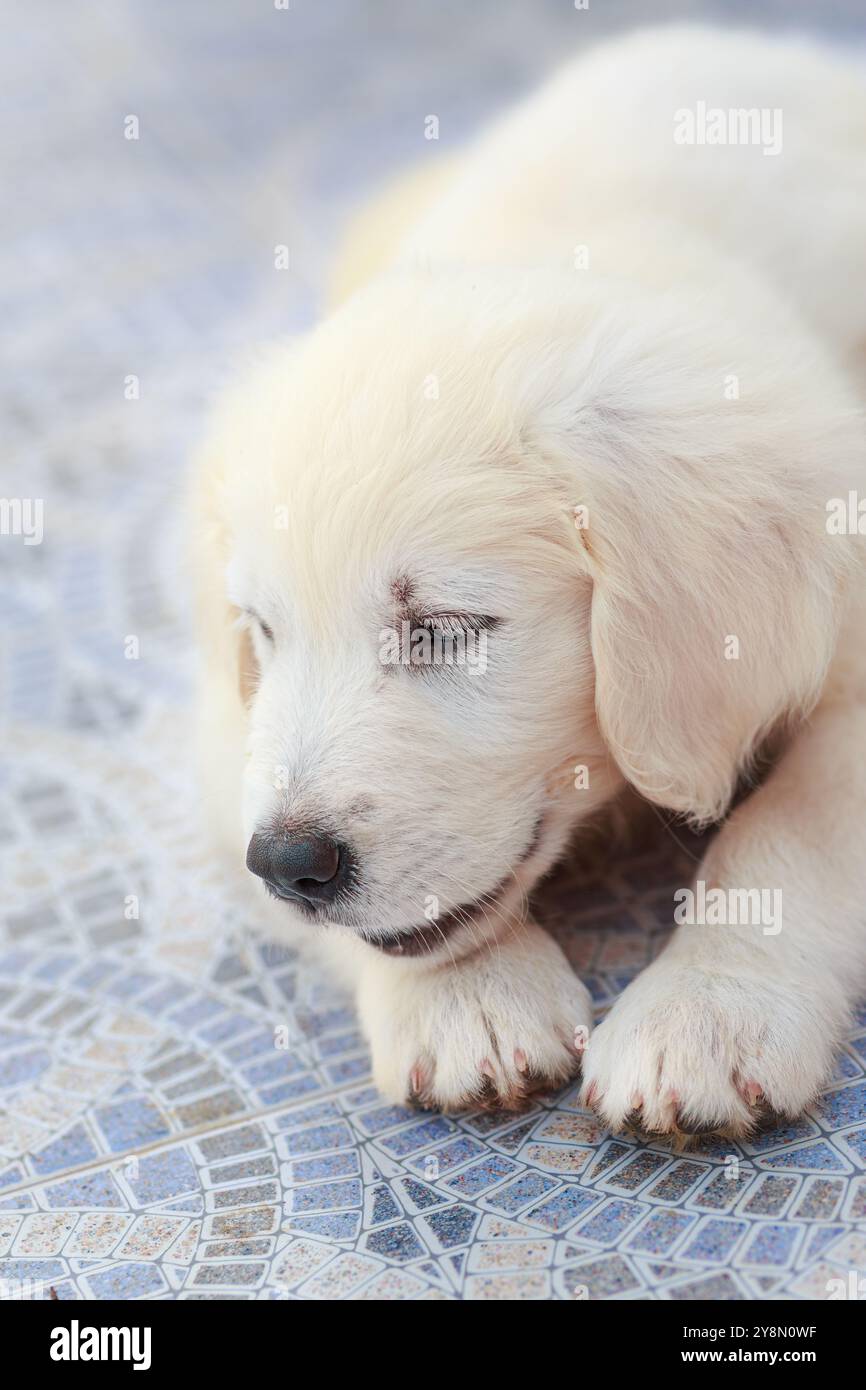 Golden retriever resting comfortably on hi-res stock photography and ...