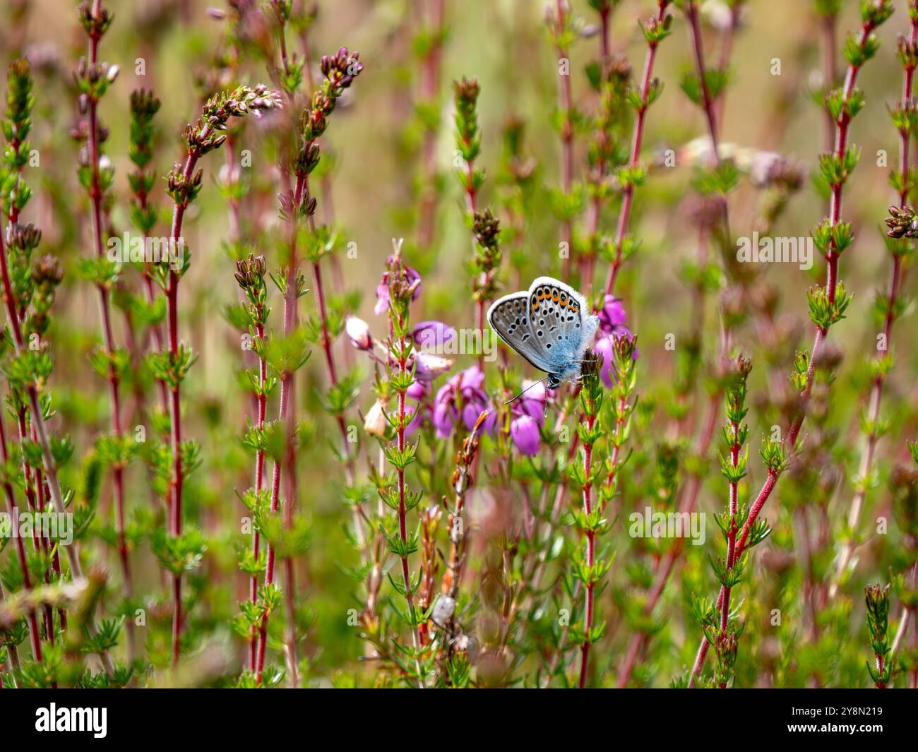 Silver-studded Blue Butterfly. Side View Stock Photo - Alamy