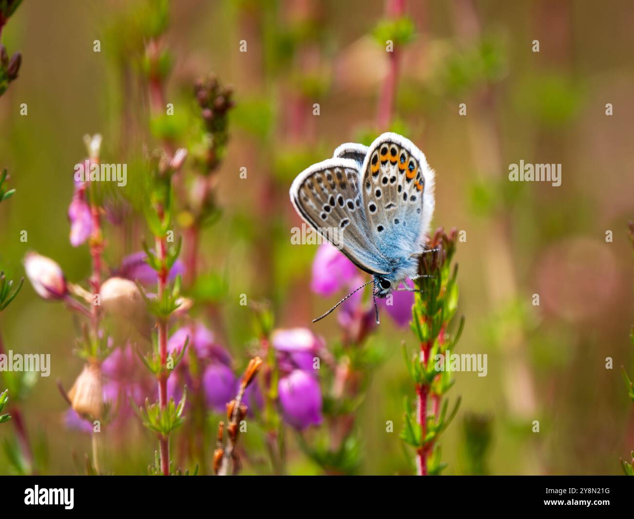 Silver-studded Blue Butterfly. Side View Stock Photo - Alamy