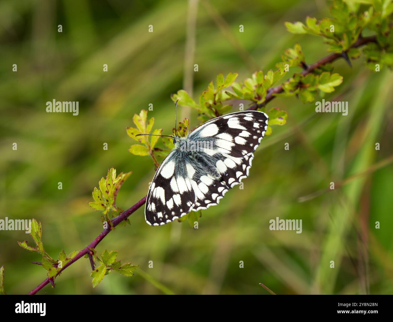 Marblesd White Butterfly. Wings Open Stock Photo - Alamy