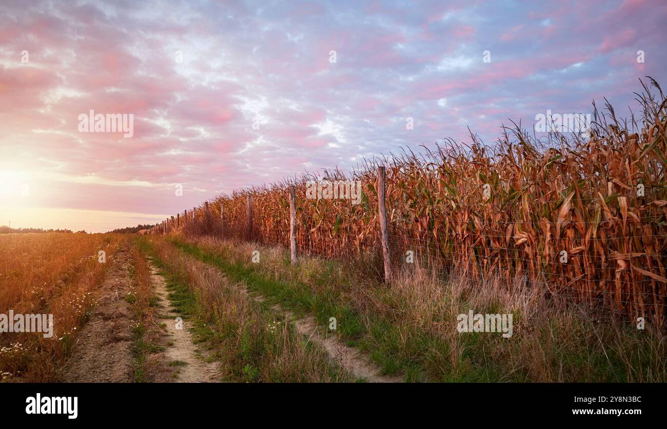 A dirt road by a cornfield at sunset Stock Photo - Alamy