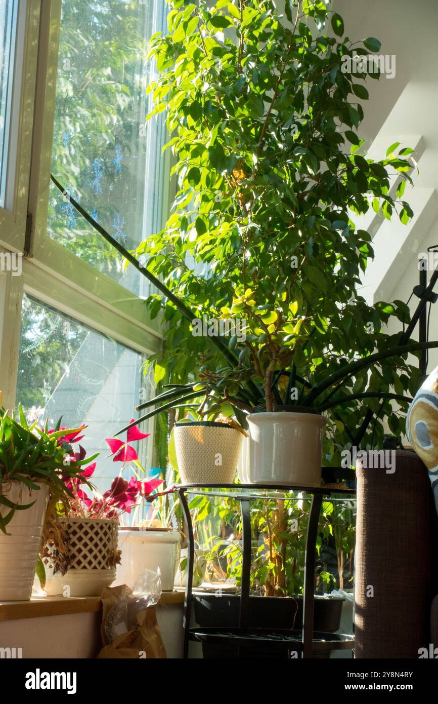 Ficus plant grows in hi-res stock photography and images - Alamy