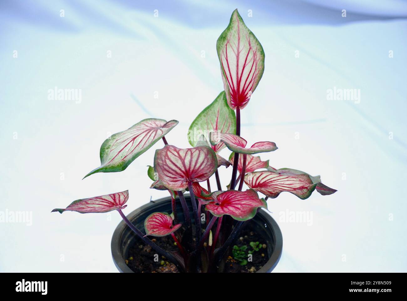 Caladium bicolor flower, called Heart of Jesus on white background ...