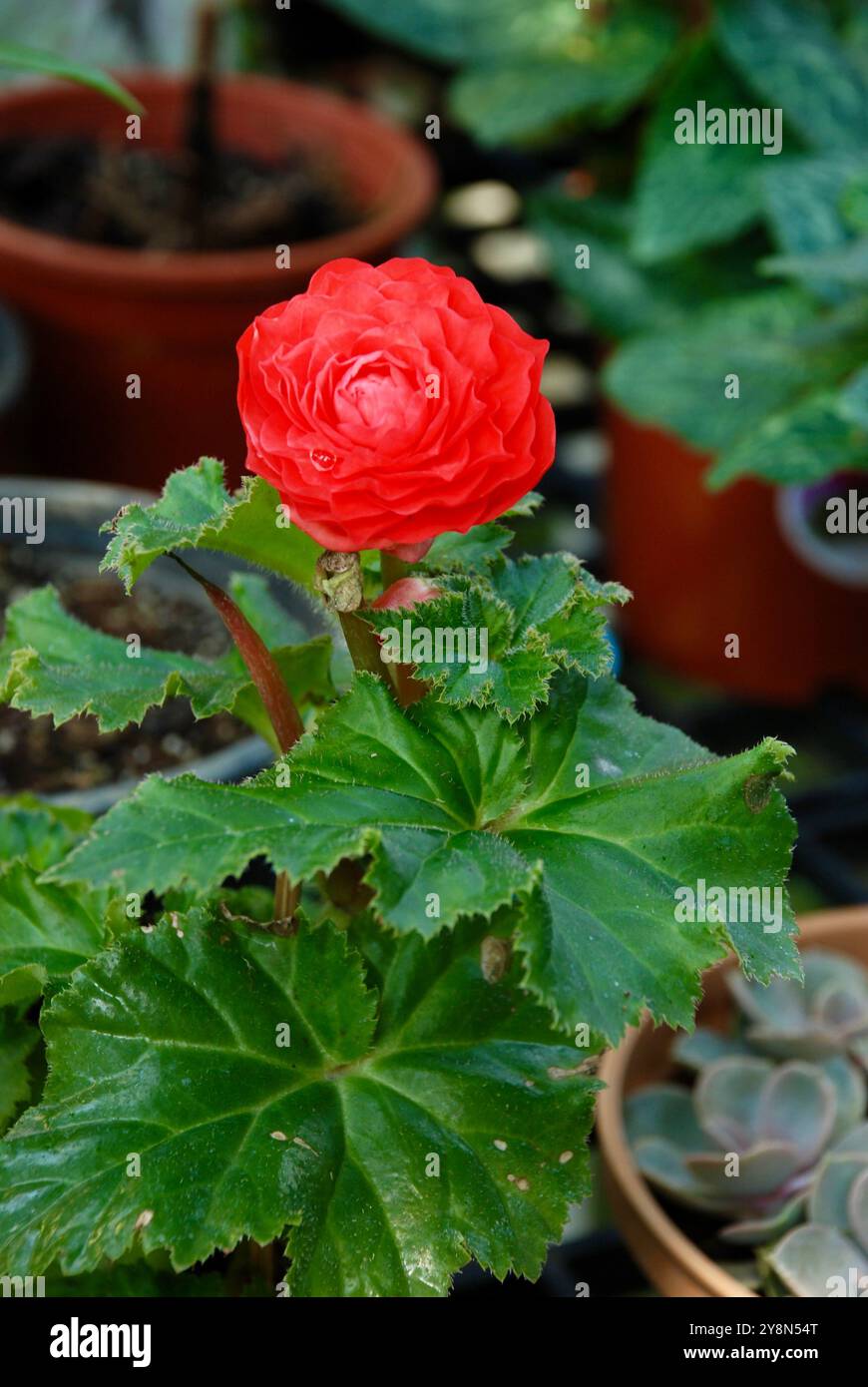 Red flower begonia (Tuberous begonias) Blossom in the pot Stock Photo - Alamy