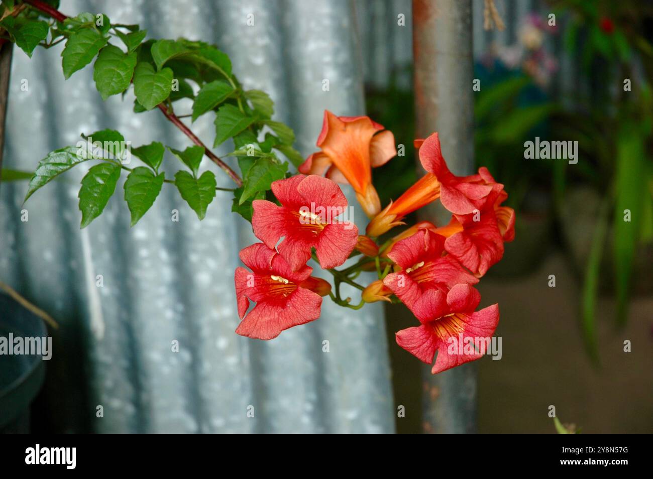 Pekarangan hi-res stock photography and images - Alamy