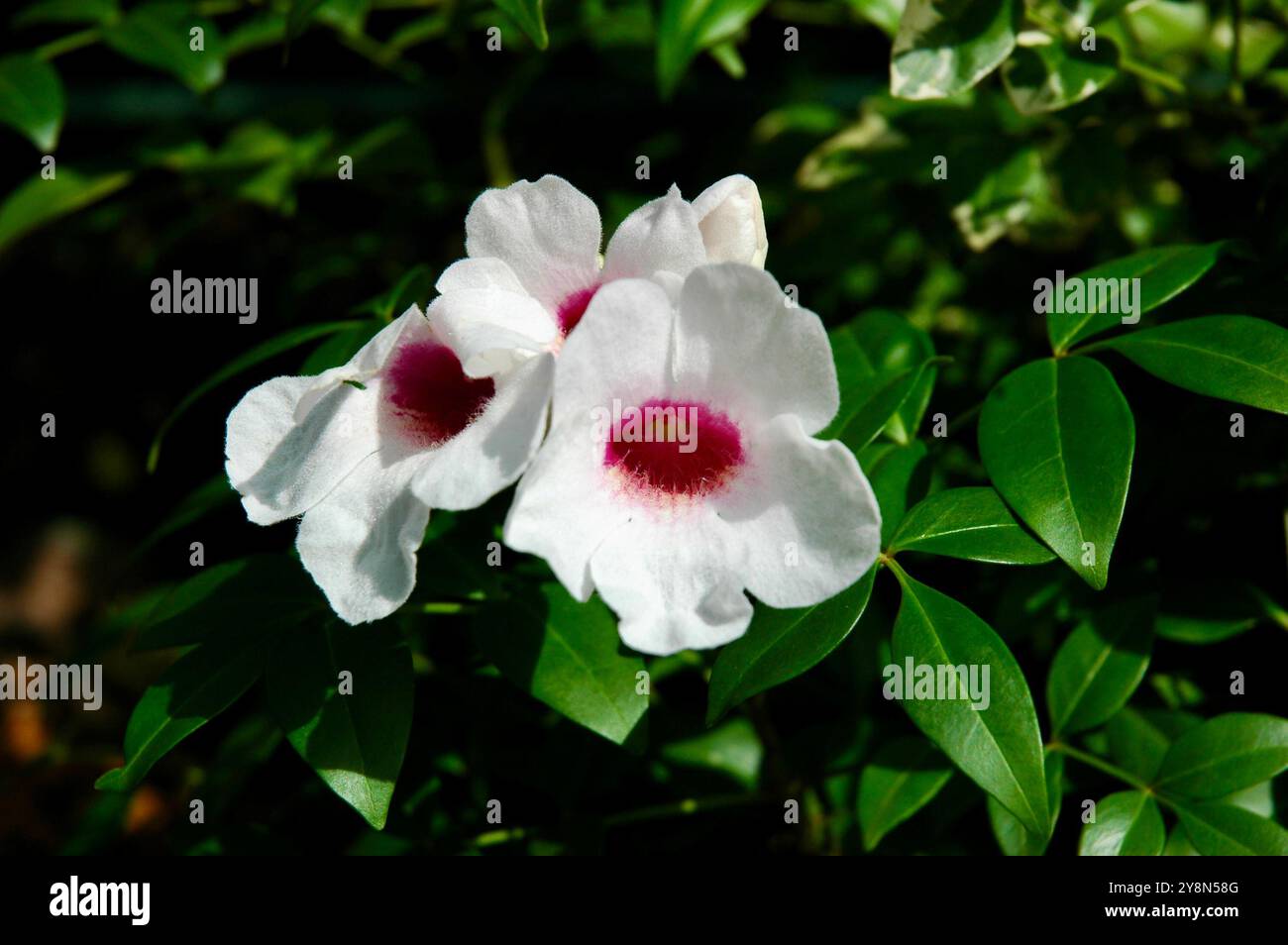 Beautiful white flowers (Pandorea jasminoides also known as bower of ...