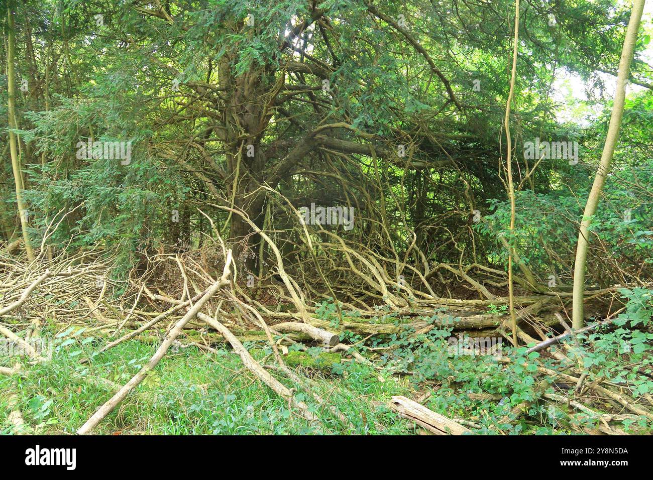 Branches of a fallen tree under an evergreen in Trosley woods Stock ...