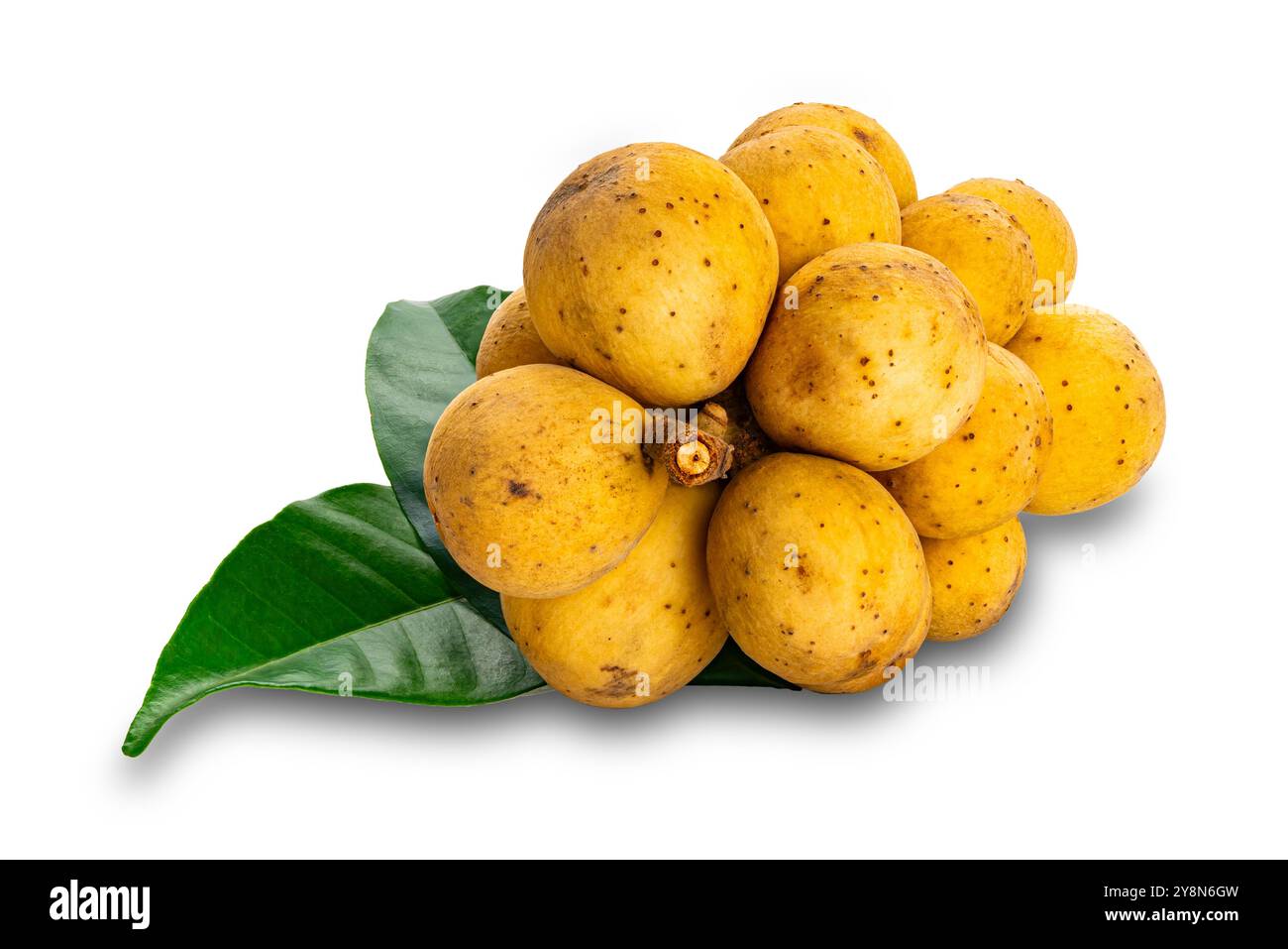 View of ripe Lonkong fruit and green leaves isolated on white ...